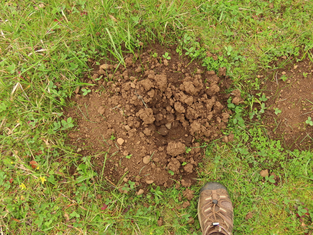 Townsend's Mole from Polk County, OR, USA on March 23, 2022 at 12:12 PM ...