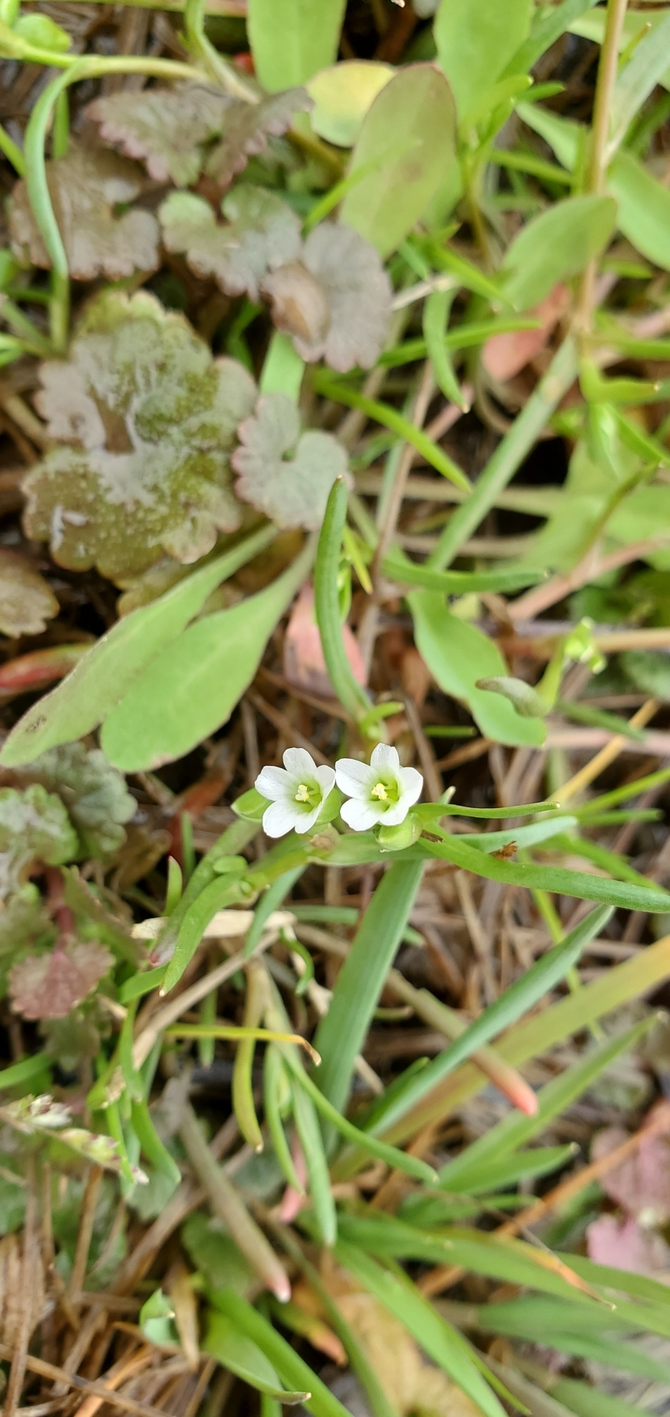 Montia linearis (Douglas ex Hook.) Greene
