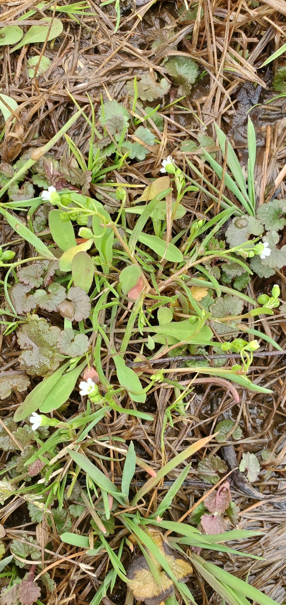 Montia linearis (Douglas ex Hook.) Greene