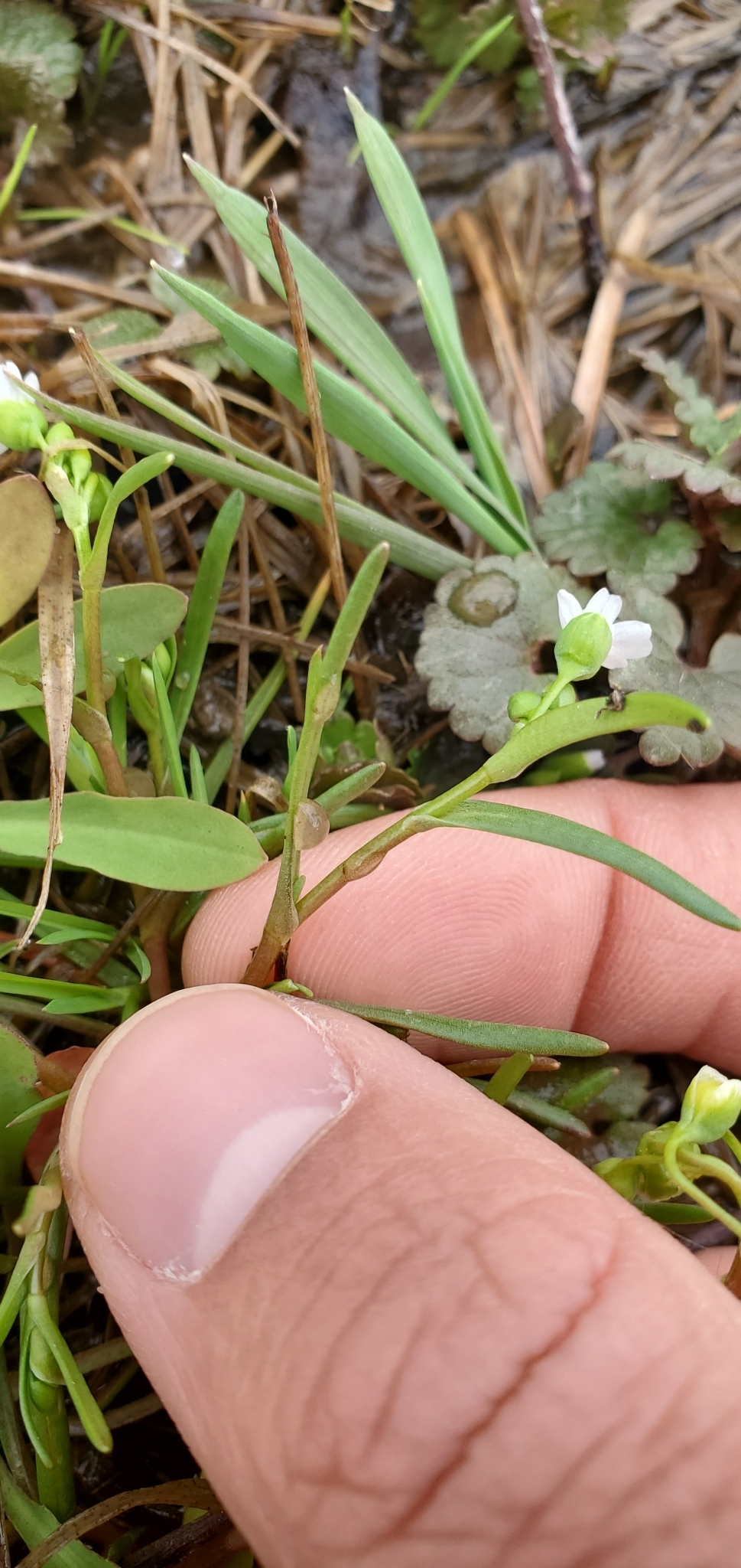 Montia linearis (Douglas ex Hook.) Greene