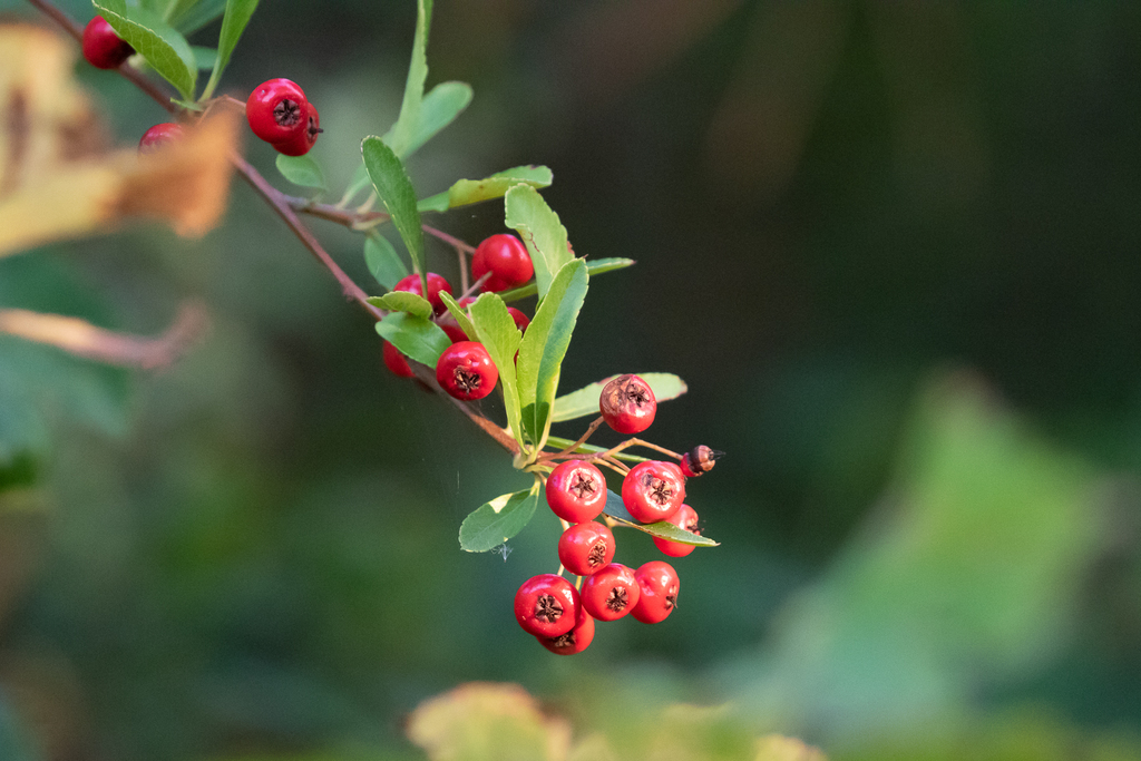 Himalayan firethorn from Clarens Conservancy, FS, South Africa on March ...