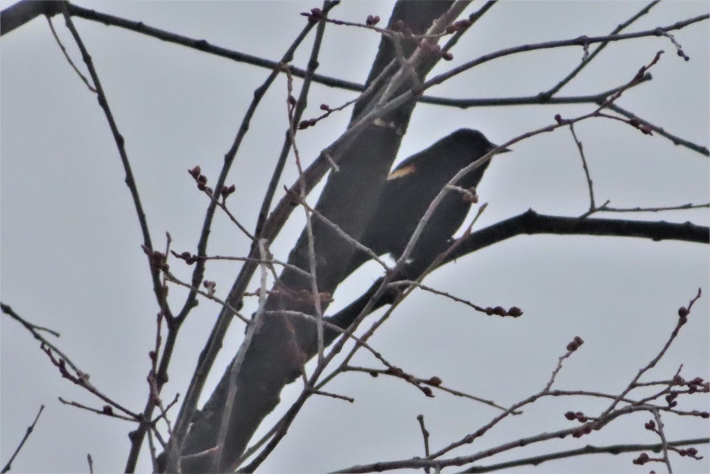 Red-winged Blackbird from Des Prairies / Face Au 228 [42592, Laval, QC ...