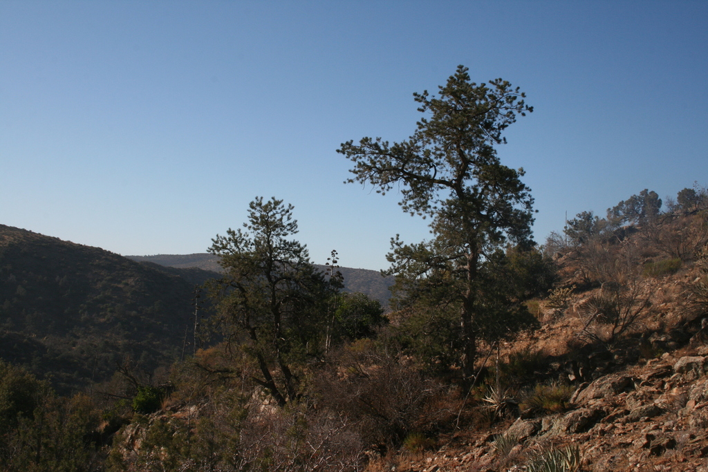 pines from Tecate, B.C., México on October 11, 2009 at 09:31 AM by ...
