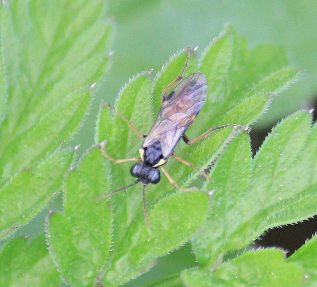 Aglaostigma aucupariae from Saltwells NNR, Dudley, UK on March 24, 2022 ...