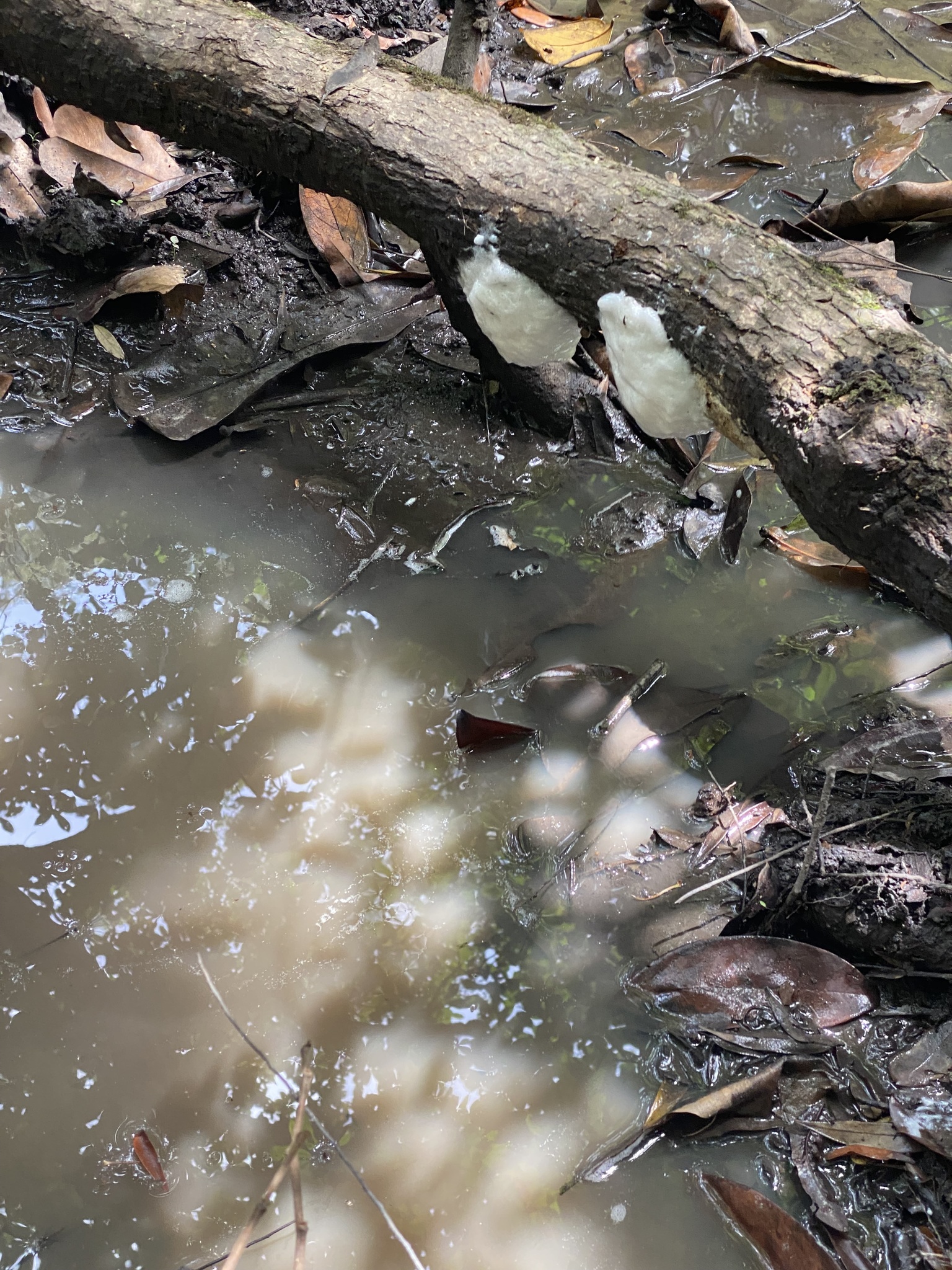 Chiromantis rufescens (Günther, 1869)