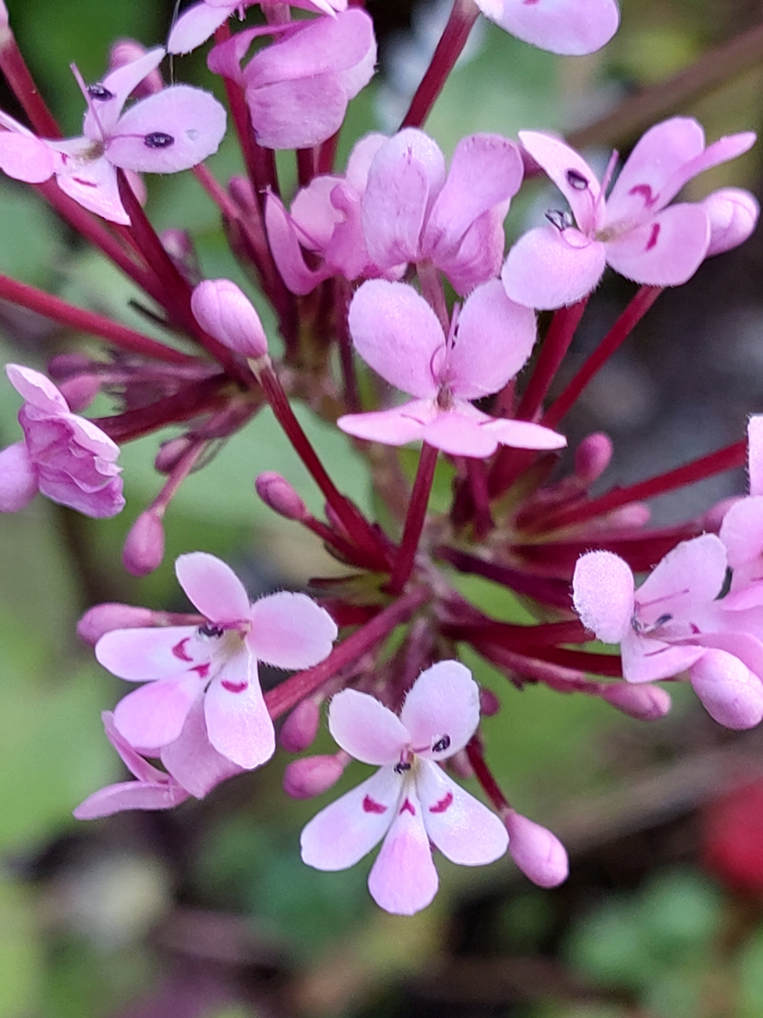 Fedia graciliflora Fisch. & C.A.Mey.