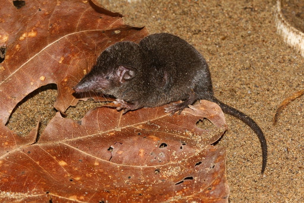 Malayan Shrew from Selangor, Malaysia on October 2, 2009 at 02:57 AM by ...