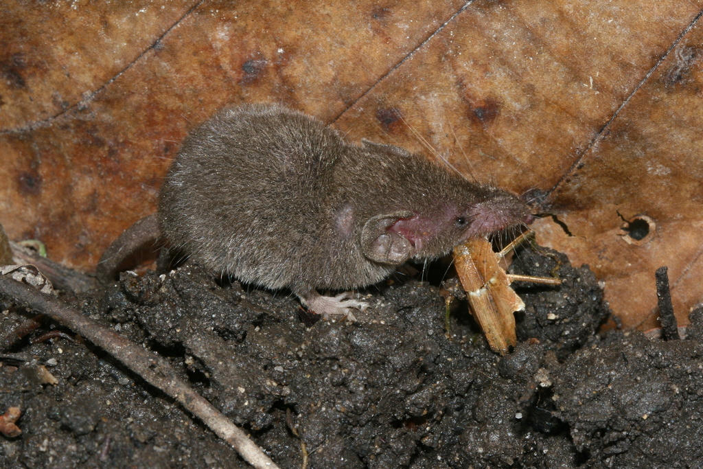 Sunda Shrew from Kaki Bukit, Perlis, Malaysia on October 04, 2009 at 07 ...