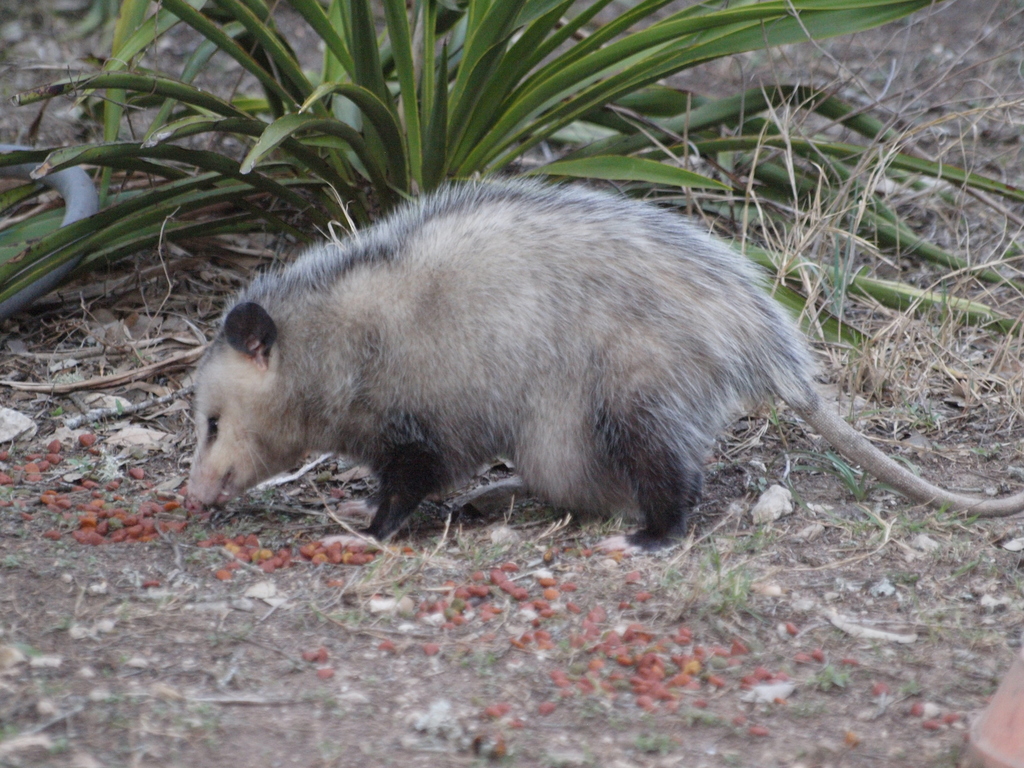 Virginia Opossum from Hays County, TX, USA on March 23, 2022 at 07:33 ...