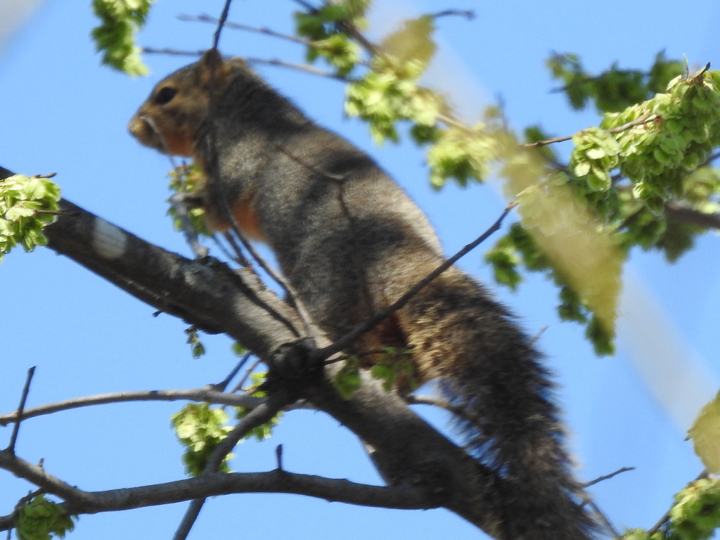 Fox Squirrel from Dallas, TX, USA on March 24, 2022 at 12:17 PM by Sam ...