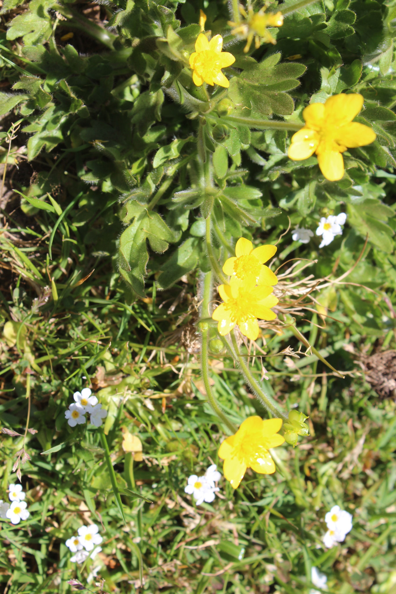 Ranunculus canus Benth.