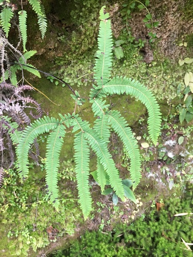 Gleichenia squamulosa · iNaturalist Mexico