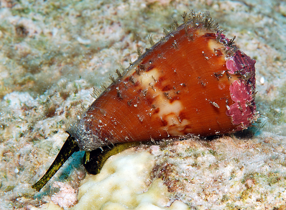 The Captain Cone from Kwajalein Atoll, RMI on June 15, 2009 by uwkwaj ...