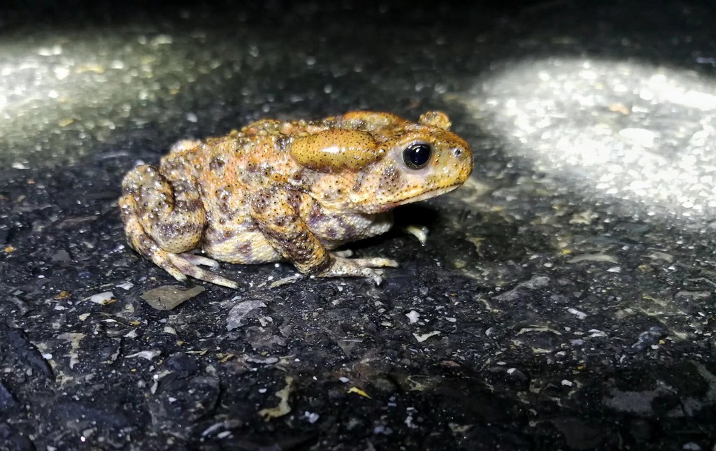 Himalayan Toad from 中国西藏自治区日喀则市吉隆县 on July 25, 2019 at 04:14 PM by 通通 · ...
