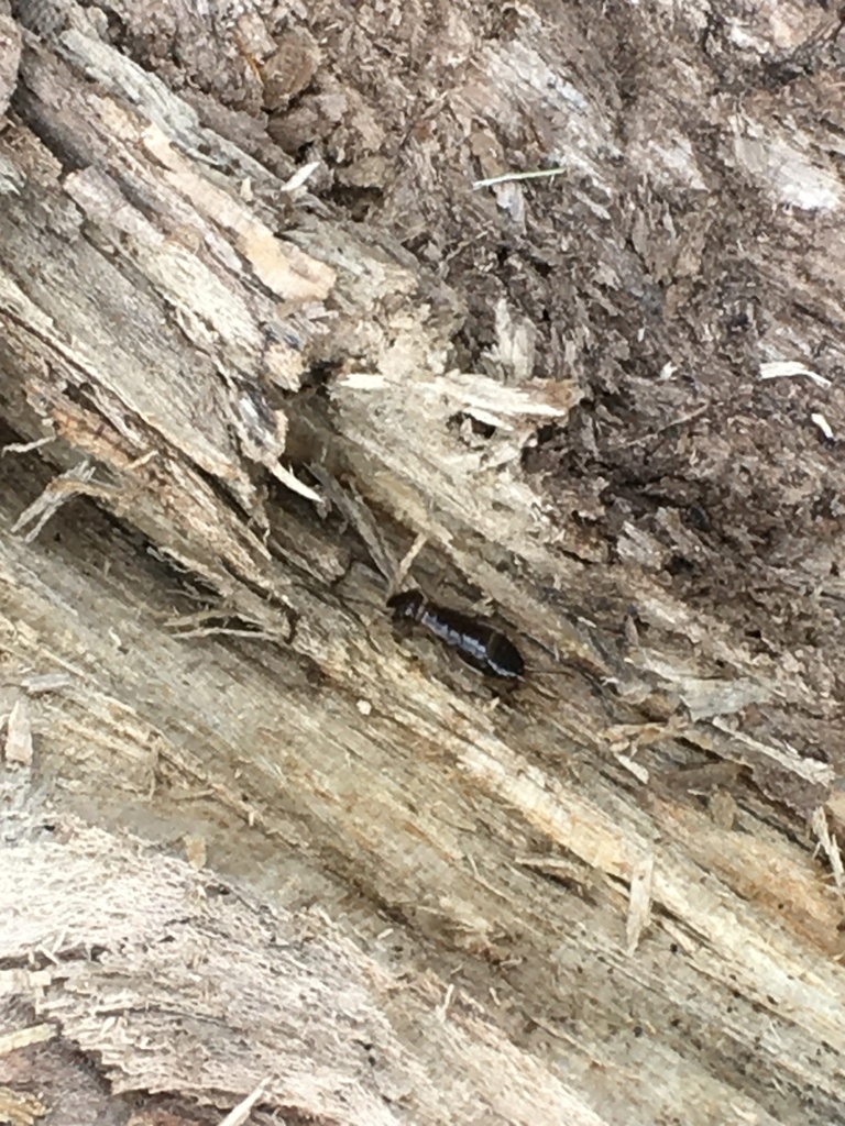 Epidermapteran Earwigs from Sunset Blvd, San Francisco, CA, US on March ...