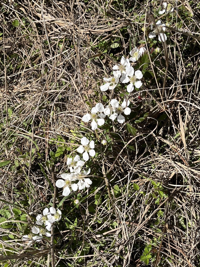 southern dewberry from Smithville, TX, US on March 24, 2022 at 11:00 AM ...