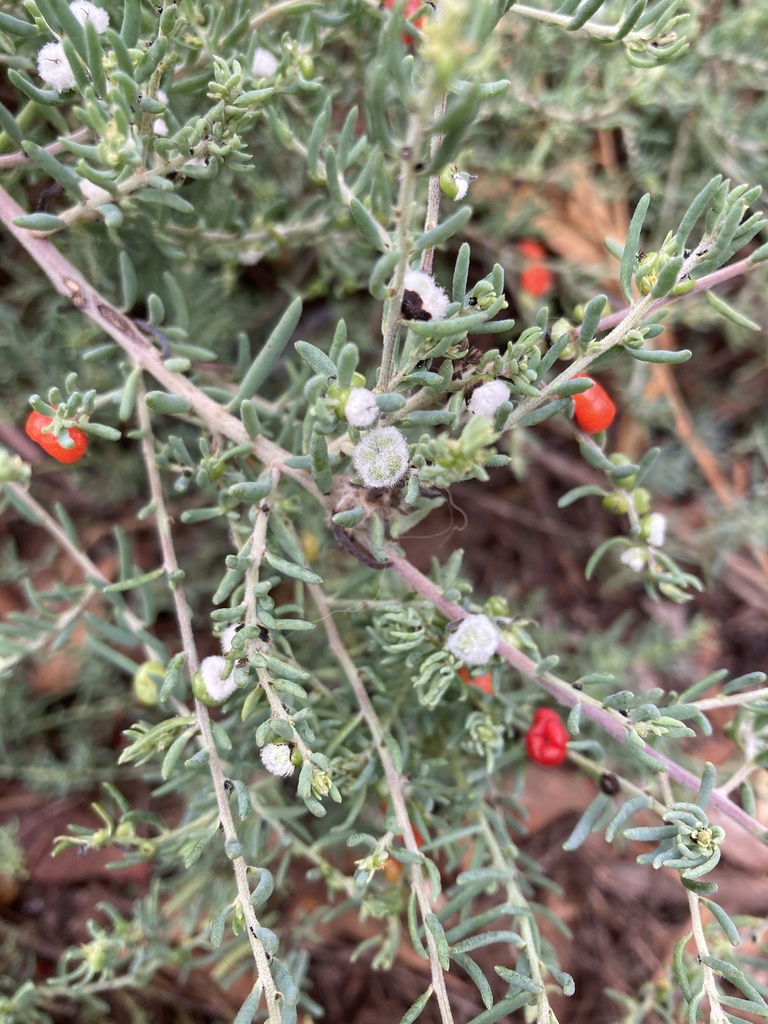 Barrier Saltbush from The Common, Beaumont, SA, AU on March 25, 2022 at ...