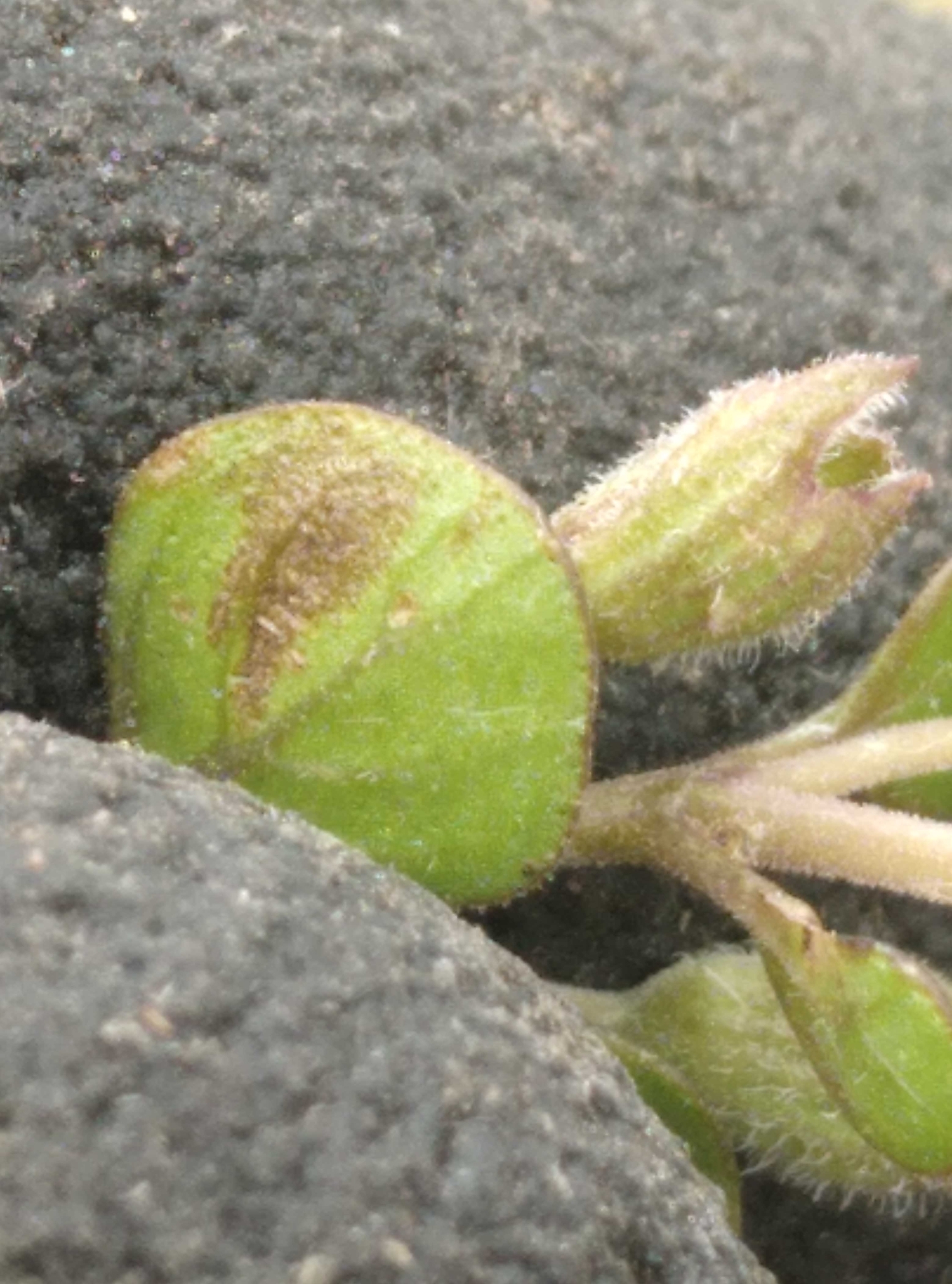 Mentha cunninghamii (Benth.) Benth.