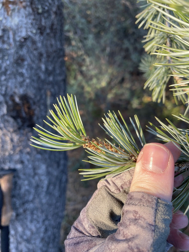 Parry pinyon from Cleveland National Forest, Julian, CA, US on March 22 ...