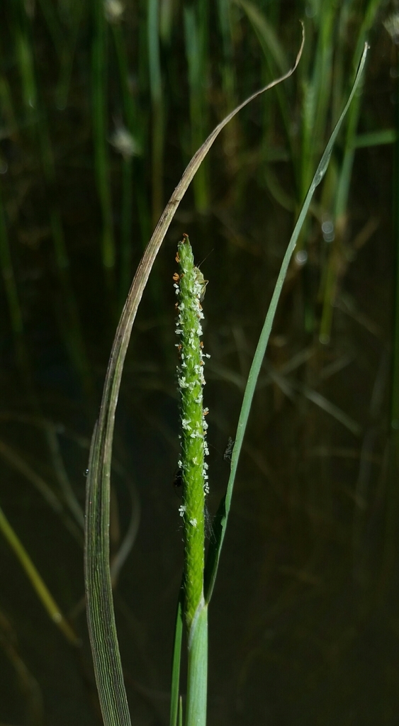 Short-awn Foxtail (Alopecurus aequalis aequalis) - Botanical Realm