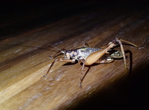 Cocconotus paessleri · iNaturalist Mexico