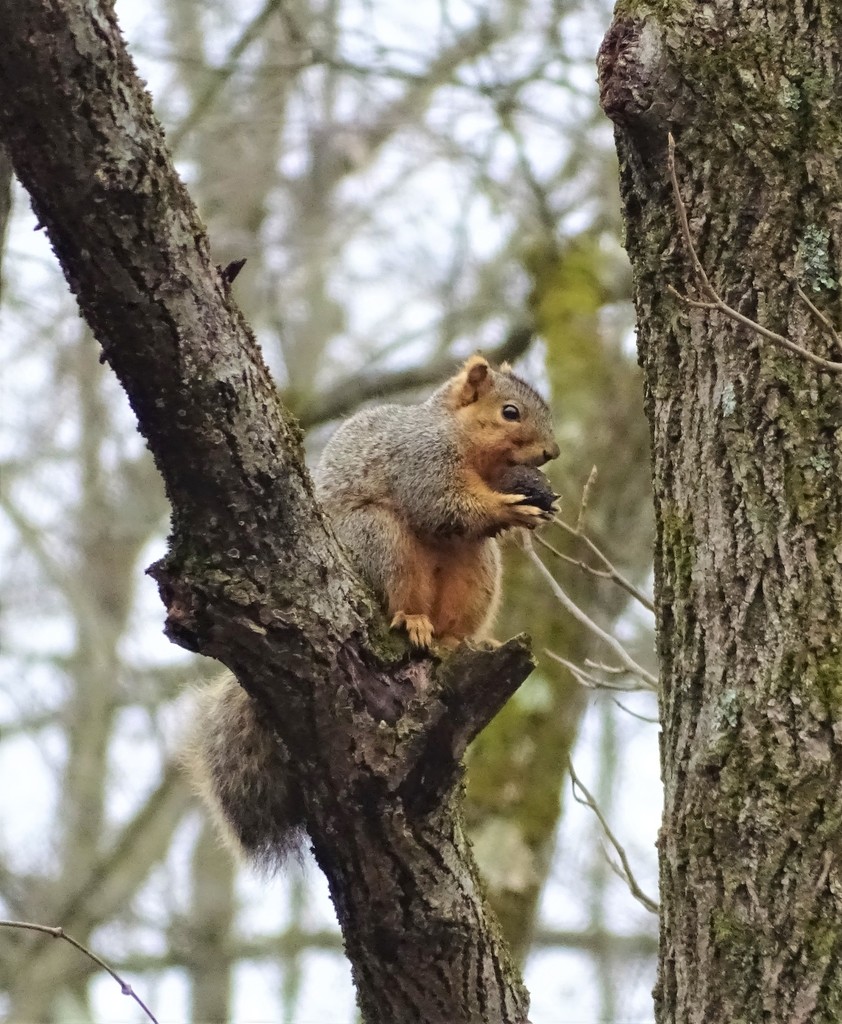 Fox Squirrel from Killbuck Marsh Wildlife Area, Shreve, OH 44676, USA ...