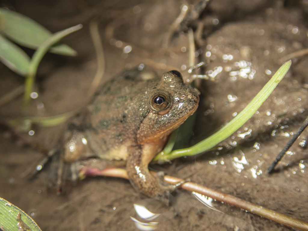 Green Puddle Frog in March 2022 by Lawrence Hylton · iNaturalist