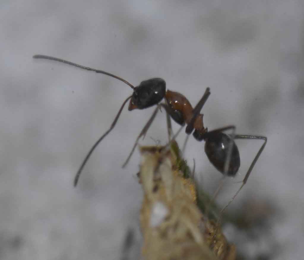 Yellow-chested Pyramid Ant in March 2022 by Joe MDO. Solo bioblitz of ...