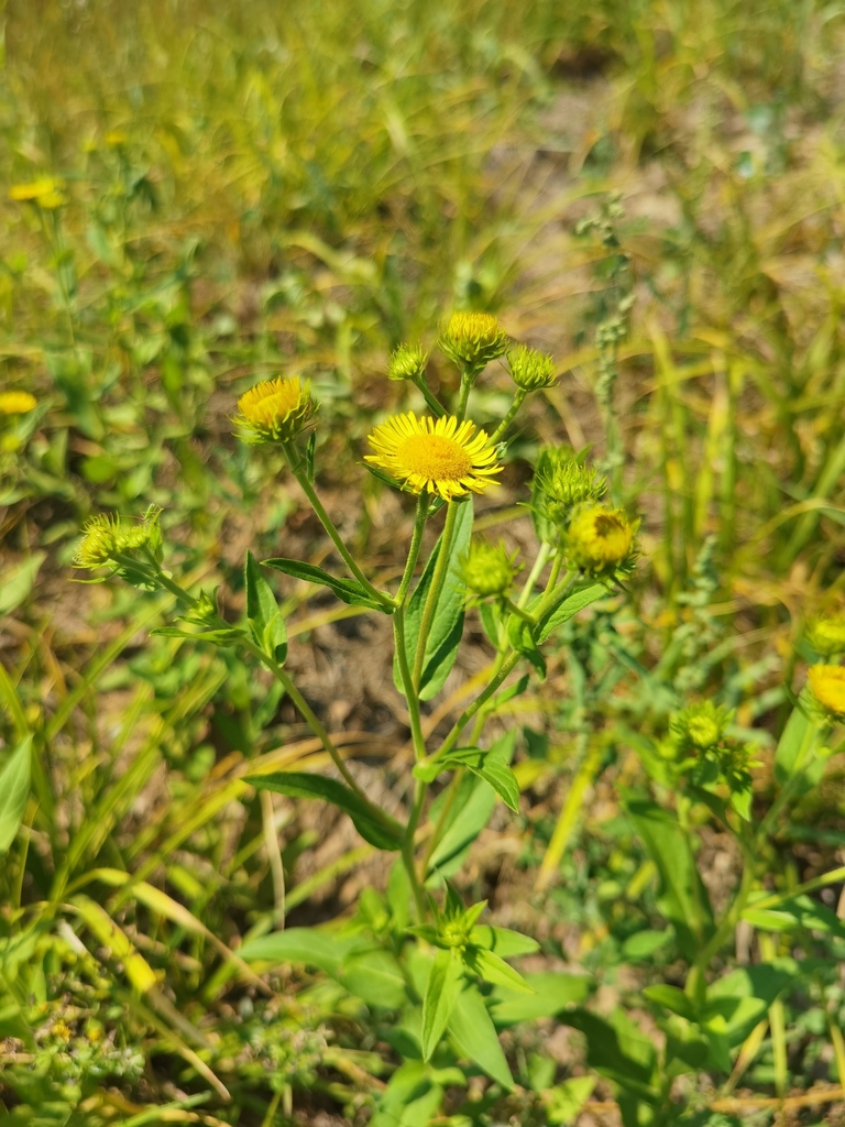 Inula japonica from 中国北京市 on June 22, 2021 at 10:16 AM by amicius ...