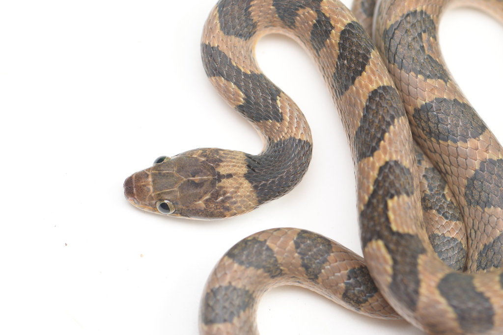 Southwestern Cat-eyed Snake (Leptodeira maculata) - Snakes and Lizards