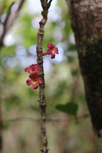 Colea colei · iNaturalist