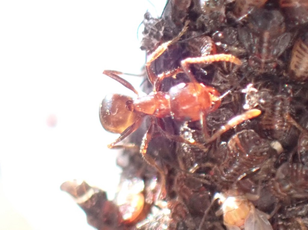 Notoncus from 9088 Goulburn Valley Hwy, Seymour VIC 3660, Australia on ...