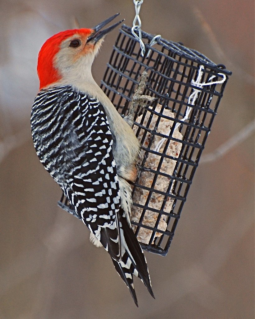 Red-bellied Woodpecker (Common Birds of Pittsburgh Parks) · iNaturalist