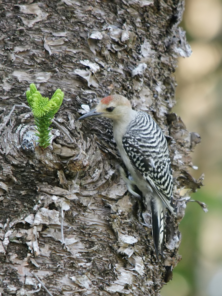 Red-bellied Woodpecker (Common Birds of Pittsburgh Parks) · iNaturalist