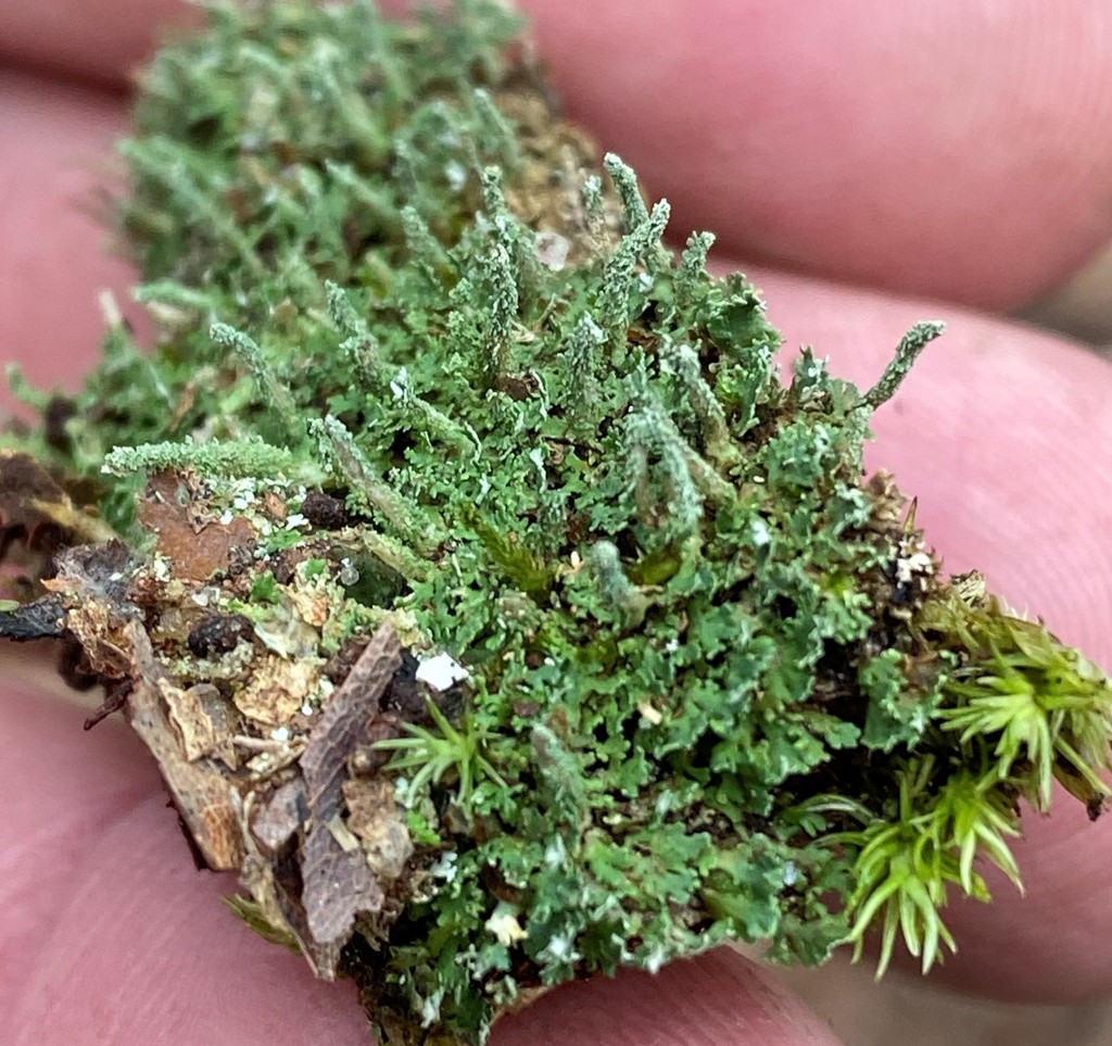 Pixie Cup Lichens from Uchee Creek SOA, Russell County, AL, USA on ...