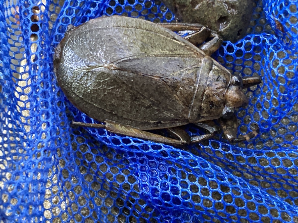Abedus indentatus in March 2022 by skfork. in stream, ~40mm long ...