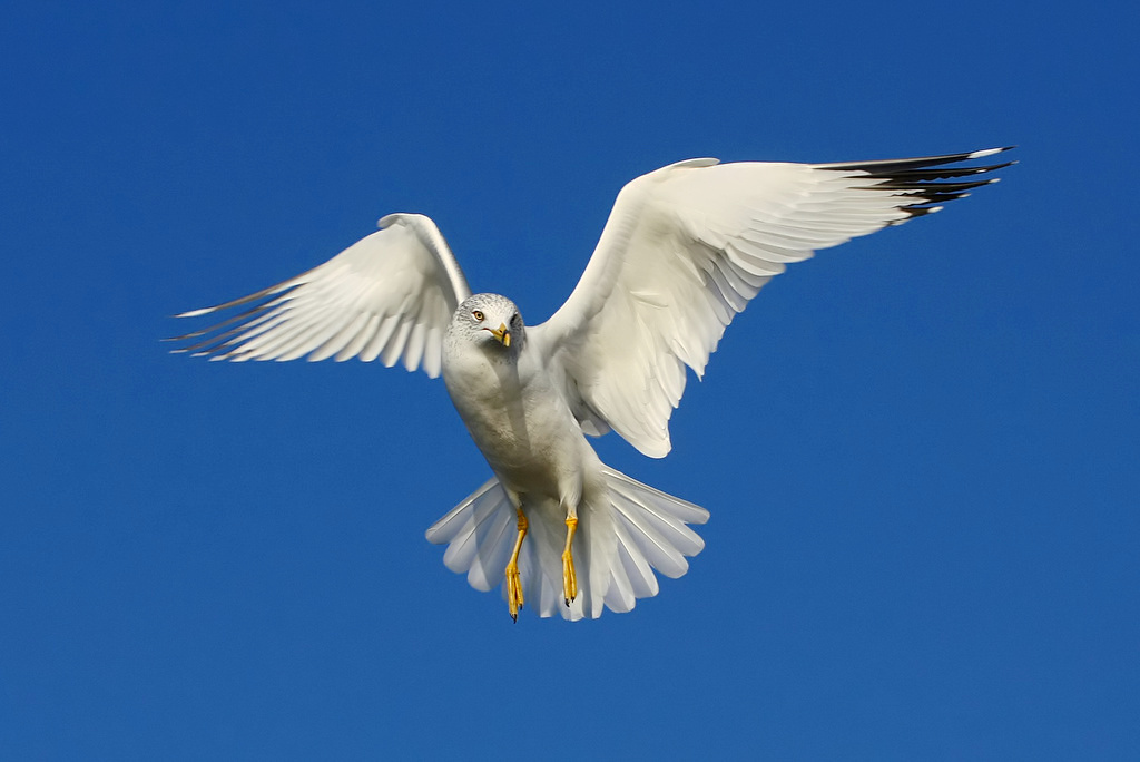 Ring-billed Gull (Common Birds of Pittsburgh Parks) · iNaturalist