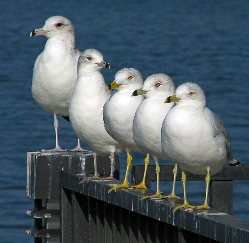 Ring-billed Gull (Common Birds of Pittsburgh Parks) · iNaturalist