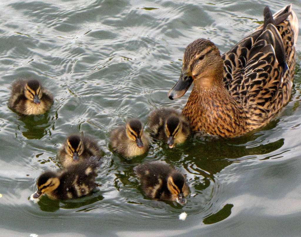 Mallard (Common Birds of Pittsburgh Parks) · iNaturalist