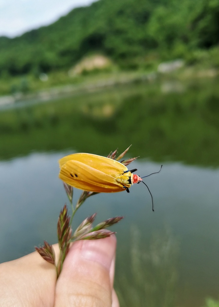 Soritia leptalina from 中国湖北省宜昌市夷陵区 on June 8, 2019 at 09:59 AM by 通通 ...