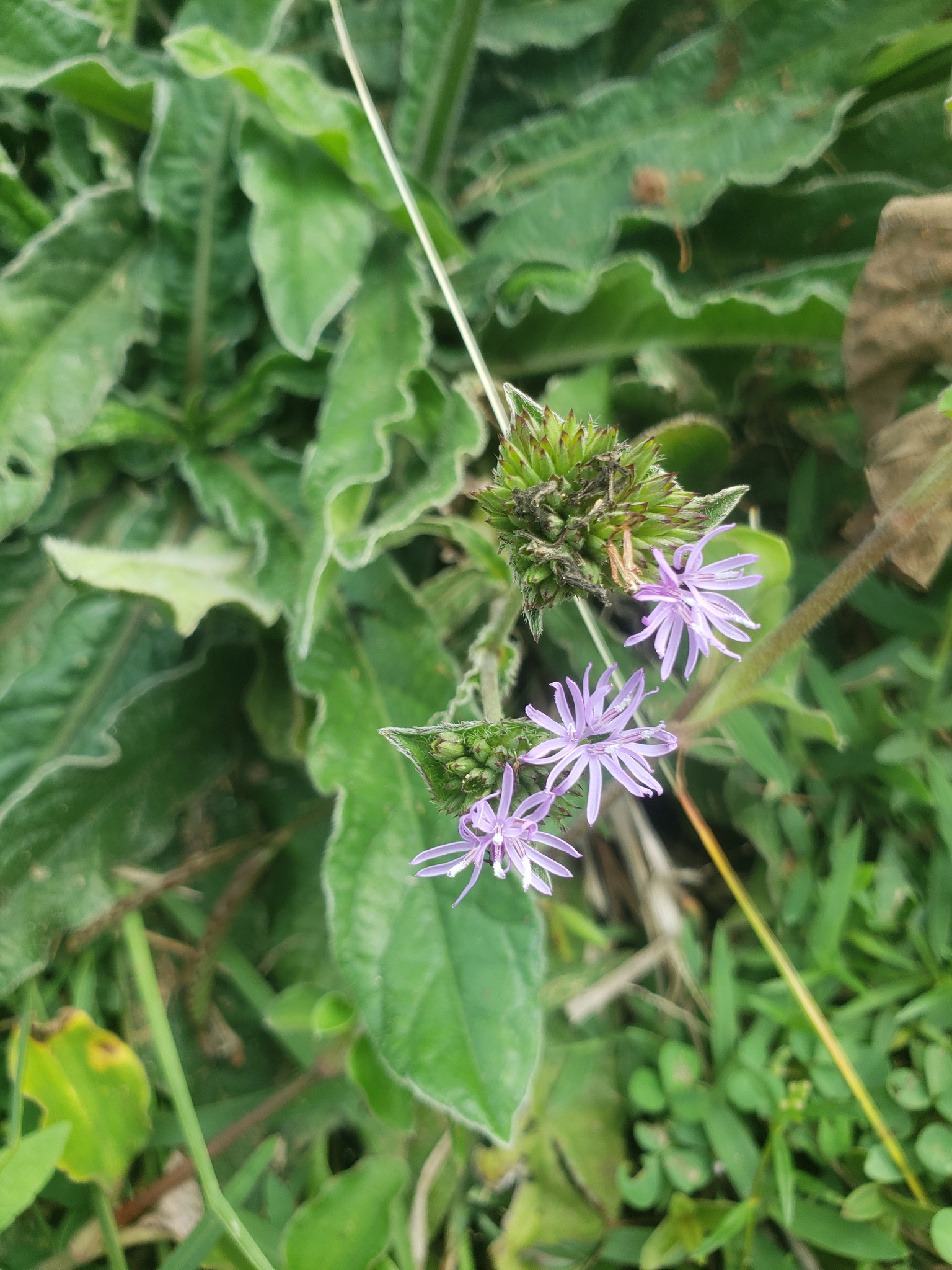 Elephantopus scaber L.