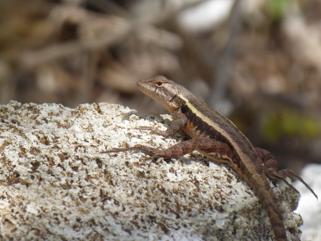 Yellow-spotted Spiny Lizard from Dzemul Municipality, Yucatan, Mexico ...