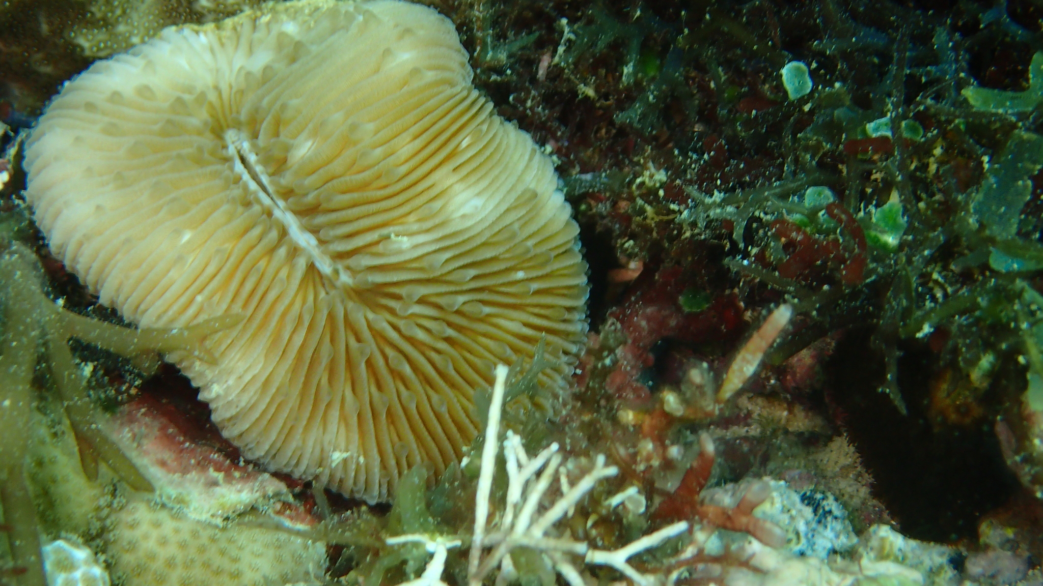 Lobactis scutaria (Lamarck, 1801)