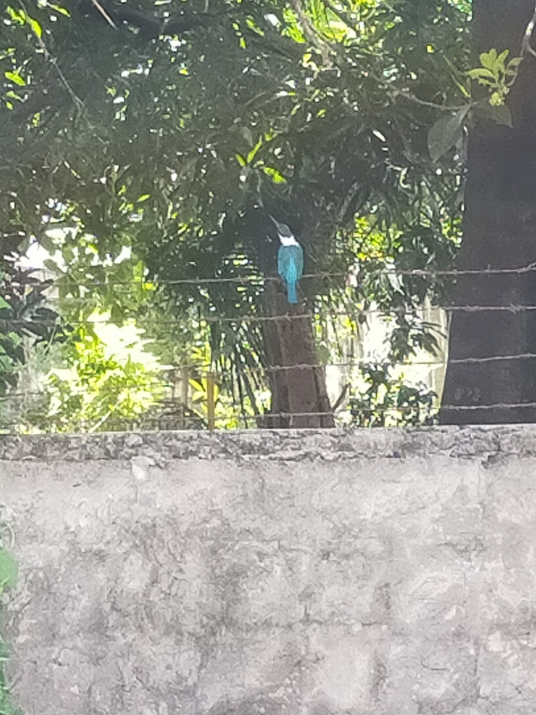 Collared Kingfisher from Mayamot, Antipolo, Rizal, Philippines on March ...