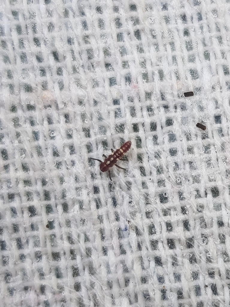 Micraspis from Scheyville National Park on March 25, 2022 at 12:15 PM ...