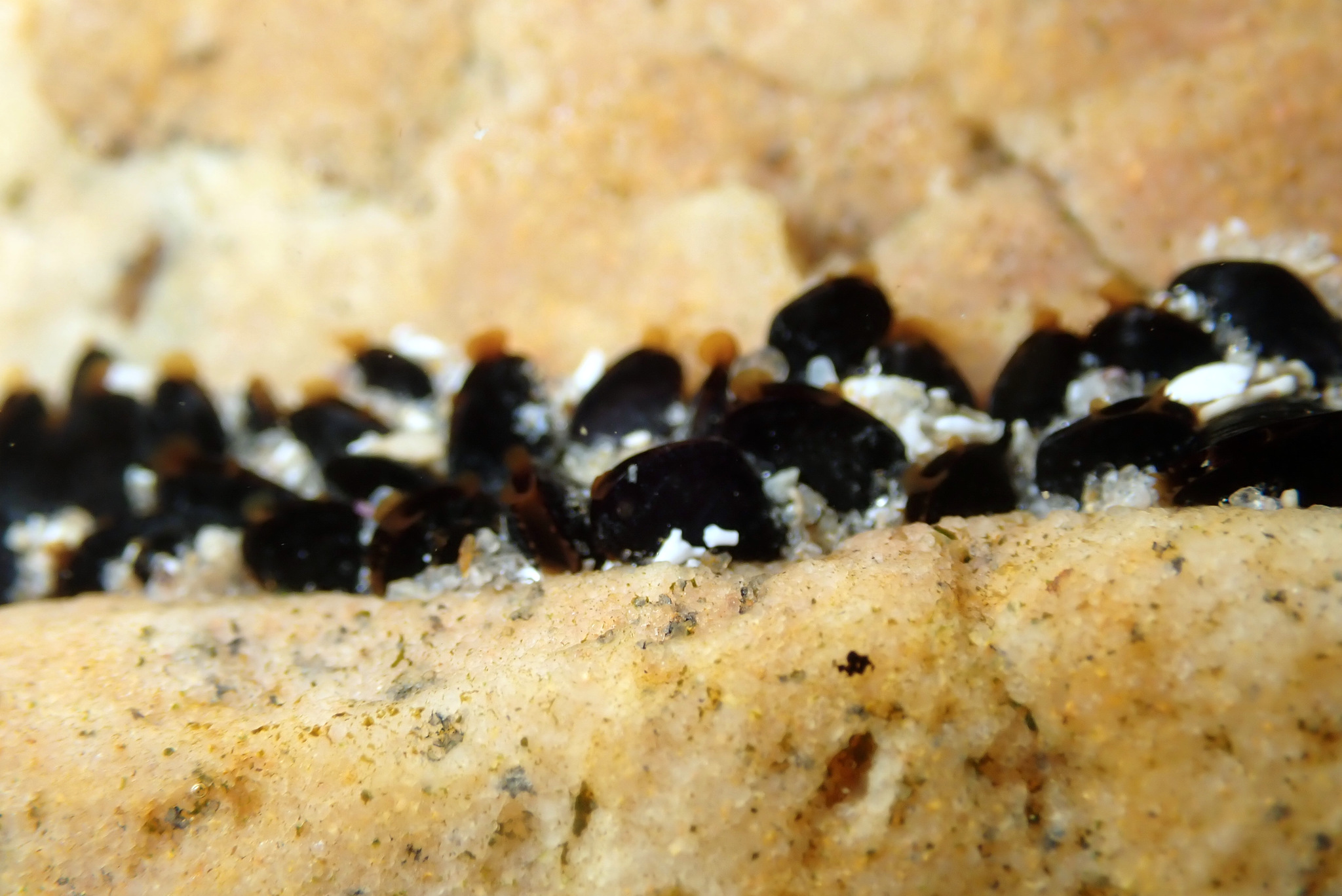 Xenostrobus pulex (Lamarck, 1819)