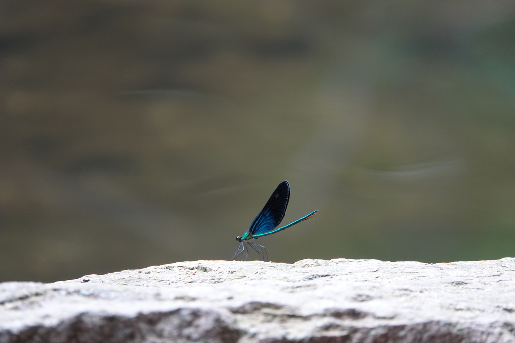 Matrona basilaris from 中国河南省信阳市罗山县339省道 邮政编码: 464236 on July 30, 2020 at 09:40 AM by llareta ...