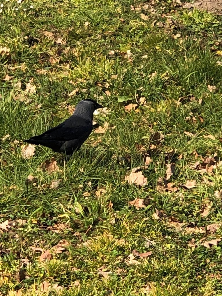 Eurasian Jackdaw from Uden, Nederland on March 18, 2022 at 11:46 AM by ...