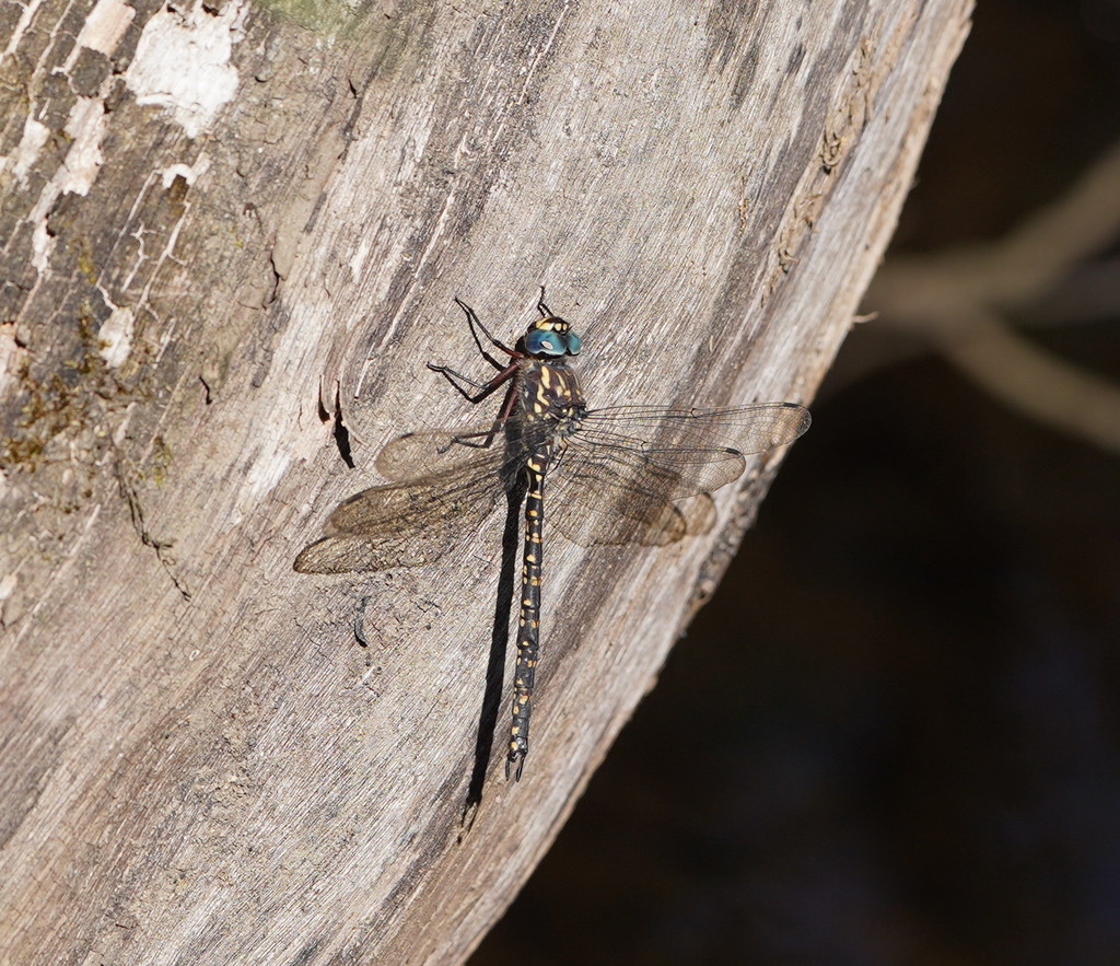 Multi-spotted Darner from Blakeville VIC 3342, Australia on 21 March ...