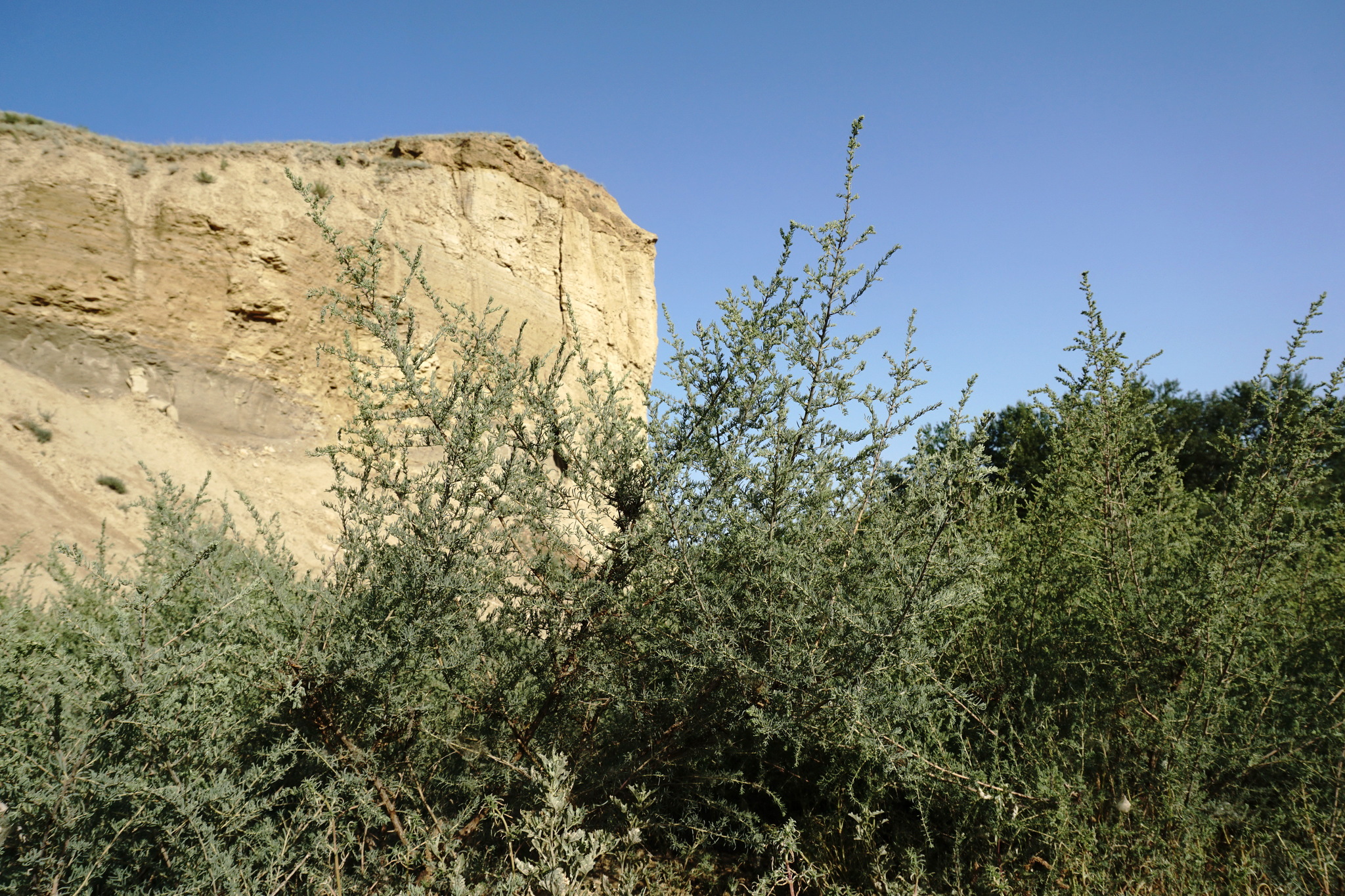 Suaeda microphylla (C.A.Mey.) Pall.